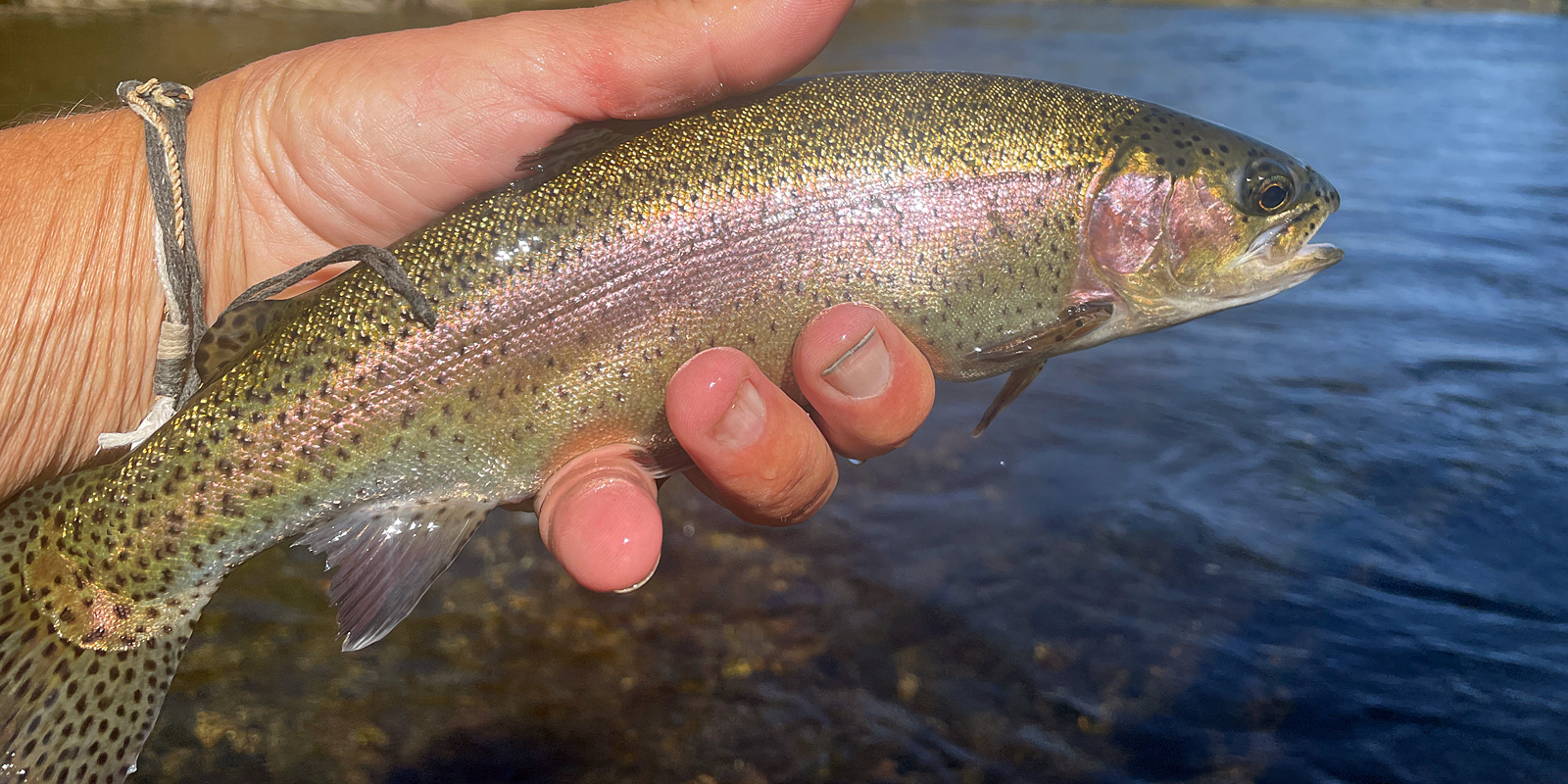 Fish / Waters – Matthew Supinski’s Gray Drake Fly Fishing